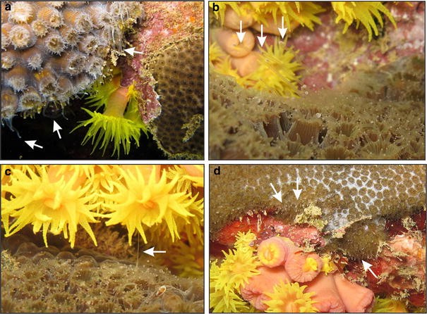 Effects of the alien coral Tubastraea tagusensis on native coral ...