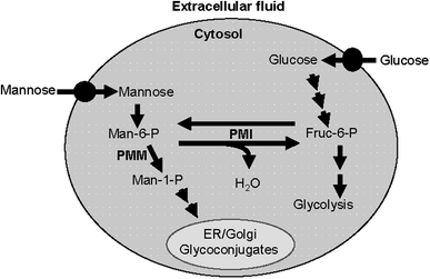 Ontogeny of d-Mannose Transport an d Metabolism in Rat Small Intestine ...