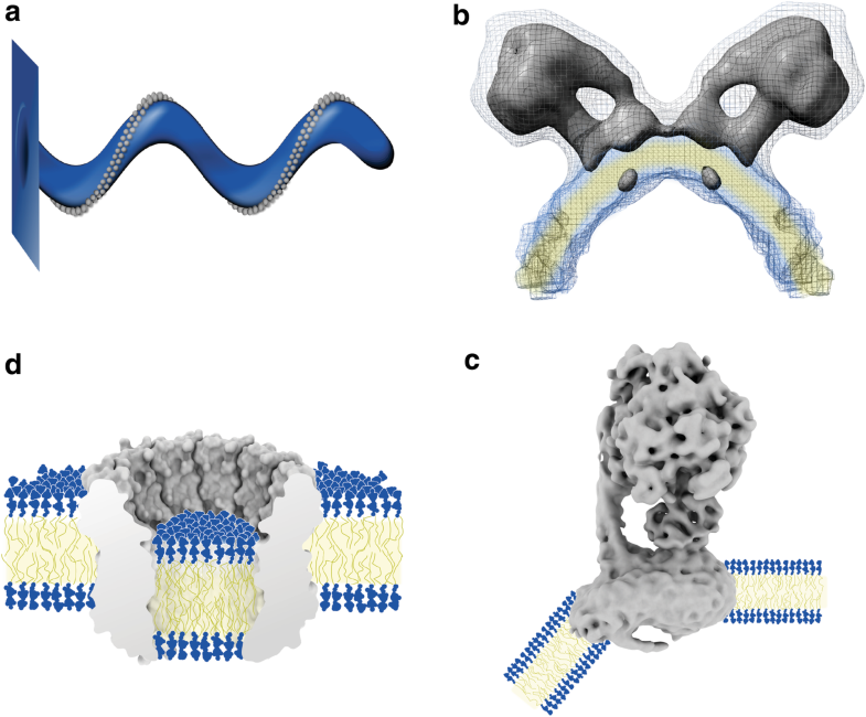 Essay on Biomembrane Structure | SpringerLink