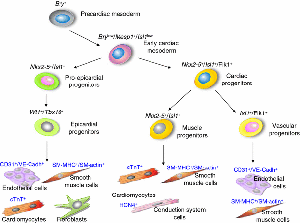 Multipotent Progenitor Cells in Regenerative Cardiovascular Medicine ...