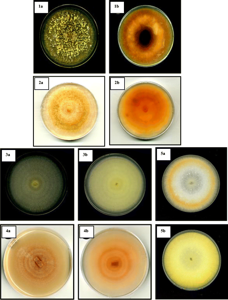 Morphological and Phylogenetic Analysis of Fusarium solani Species ...
