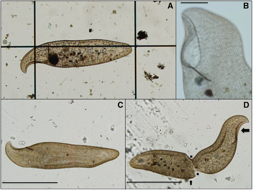 The First Record for the Americas of Loxodes rex, a Flagship Ciliate ...