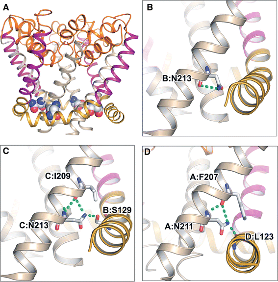 Mutagenesis of the NaChBac sodium channel discloses a functional role ...