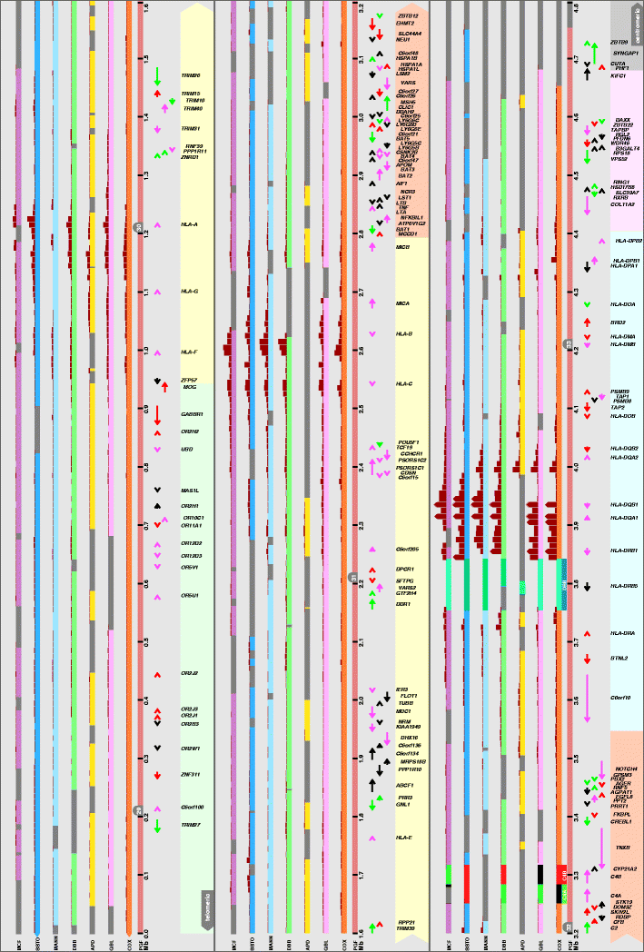 Variation Analysis And Gene Annotation Of Eight Mhc Haplotypes The Mhc