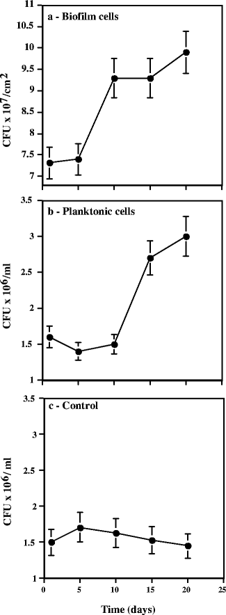 Biofilm development of the polyethylene-degrading bacterium Rhodococcus ...
