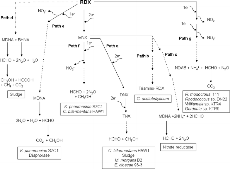 Biodegradation of the cyclic nitramine explosives RDX, HMX, and CL-20 ...