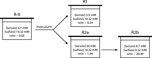 Competition and coexistence of sulfate-reducing bacteria, acetogens and methanogens in a lab ...