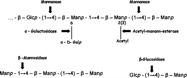 An overview of mannan structure and mannan-degrading enzyme systems ...