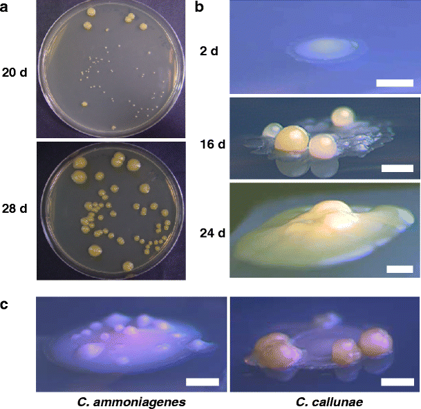 Characterization of developmental colony formation in Corynebacterium ...