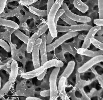 Description of the novel perchlorate-reducing bacteria Dechlorobacter ...