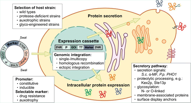 Protein expression in Pichia pastoris: recent achievements and perspectives for heterologous ...