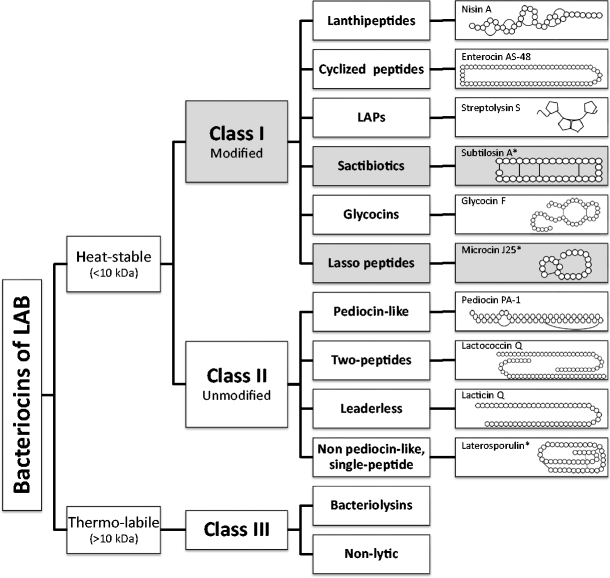 Bacteriocins of lactic acid bacteria: extending the family | SpringerLink
