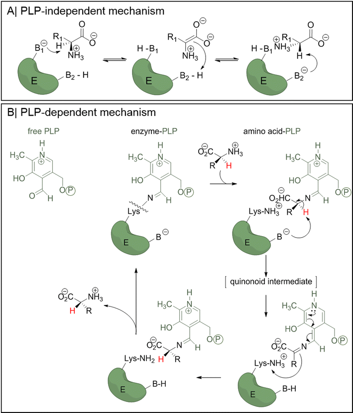 Exploiting racemases | SpringerLink