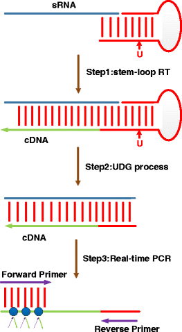RT-qPCR with chimeric dU stem-loop primer is efficient for the ...