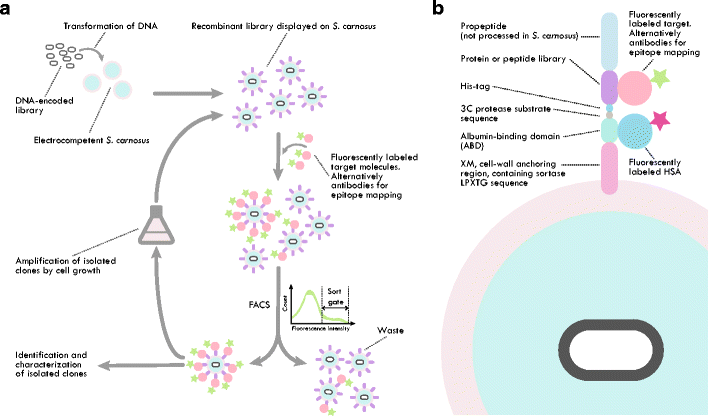 Staphylococcus carnosus: from starter culture to protein engineering ...