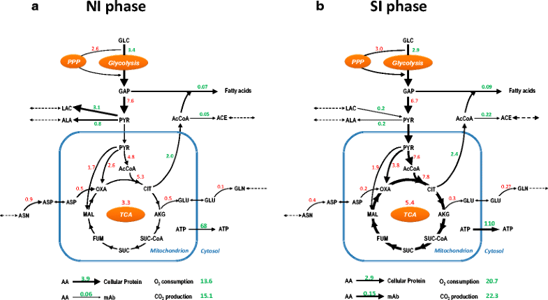 Metabolic characterization of a CHO cell size increase phase in fed ...