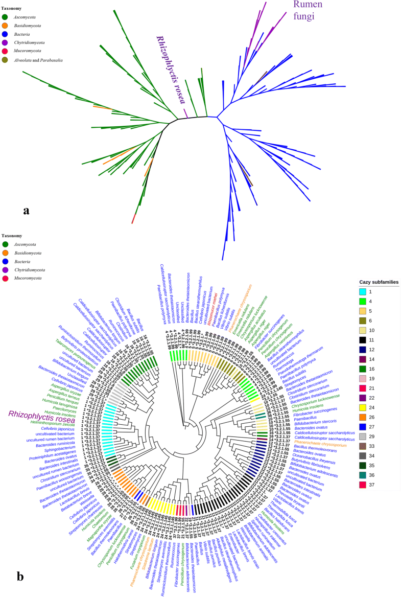 Identification and characterization of GH11 xylanase and GH43 ...