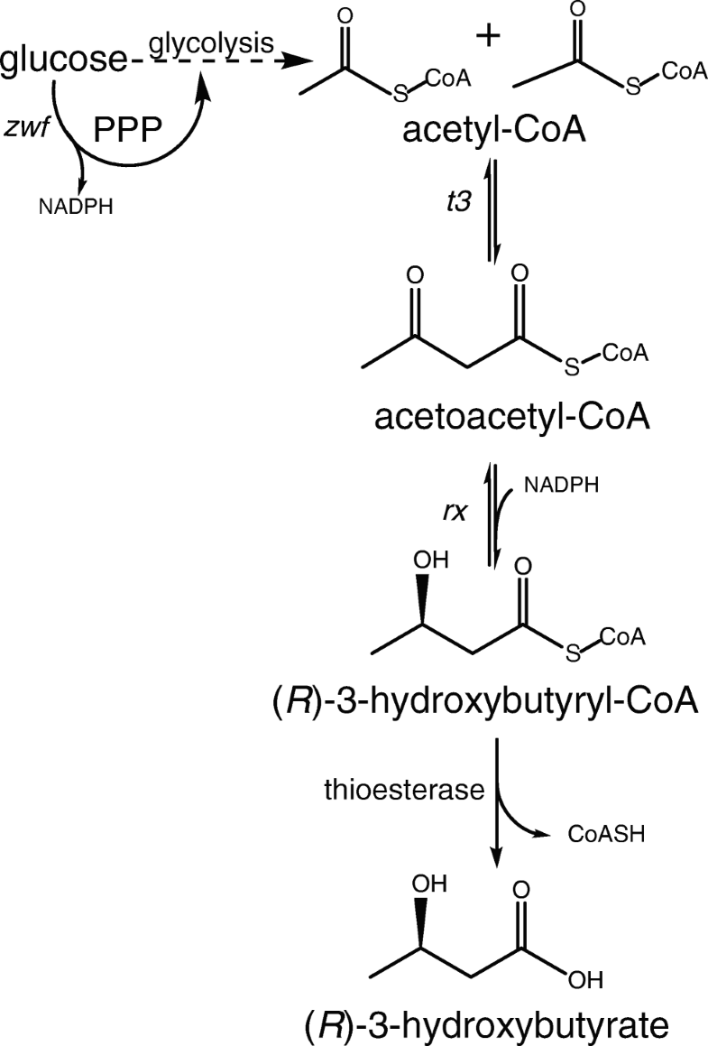 The role of the acyl-CoA thioesterase “YciA” in the production of ( R ...