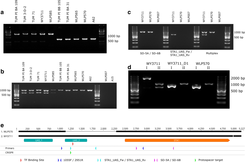 A deletion in the STA1 promoter determines maltotriose and starch ...