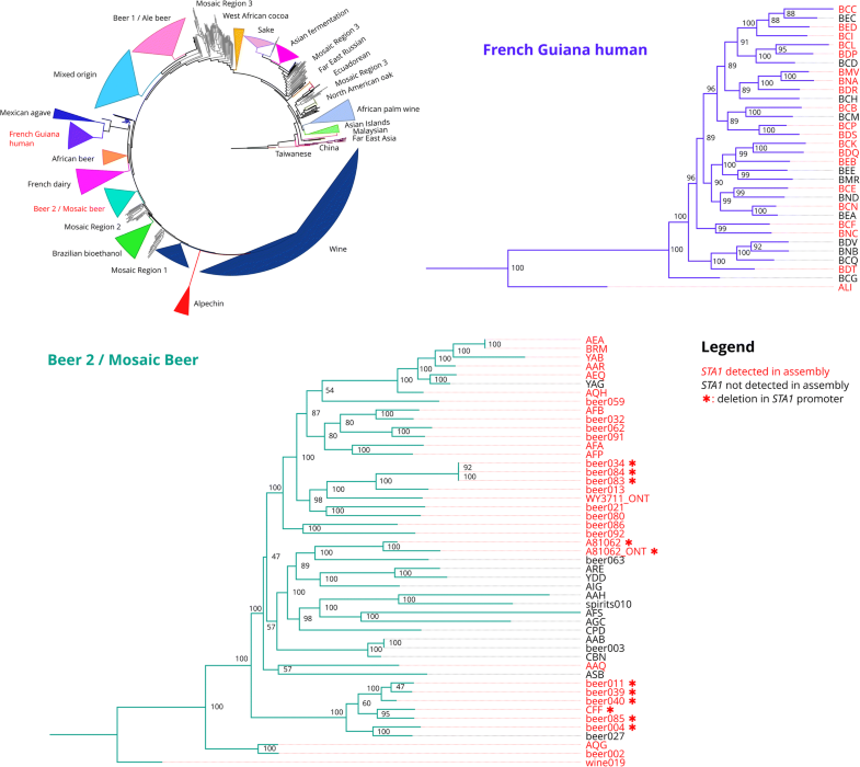 A deletion in the STA1 promoter determines maltotriose and starch ...