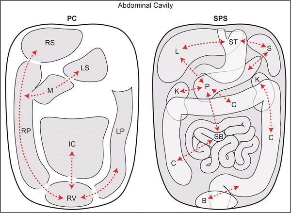 The subperitoneal space and peritoneal cavity: basic concepts ...