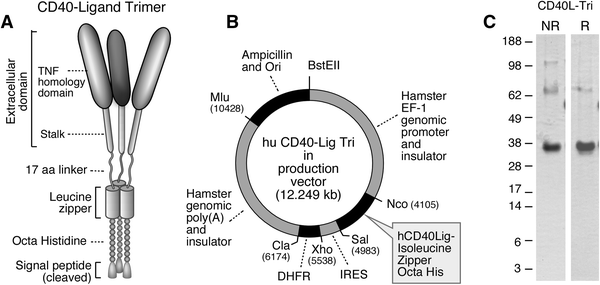 CD40L-Tri, a novel formulation of recombinant human CD40L that ...