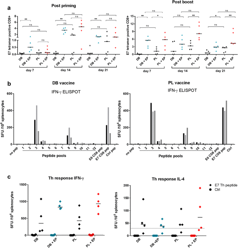 Linear doggybone DNA vaccine induces similar immunological responses to ...