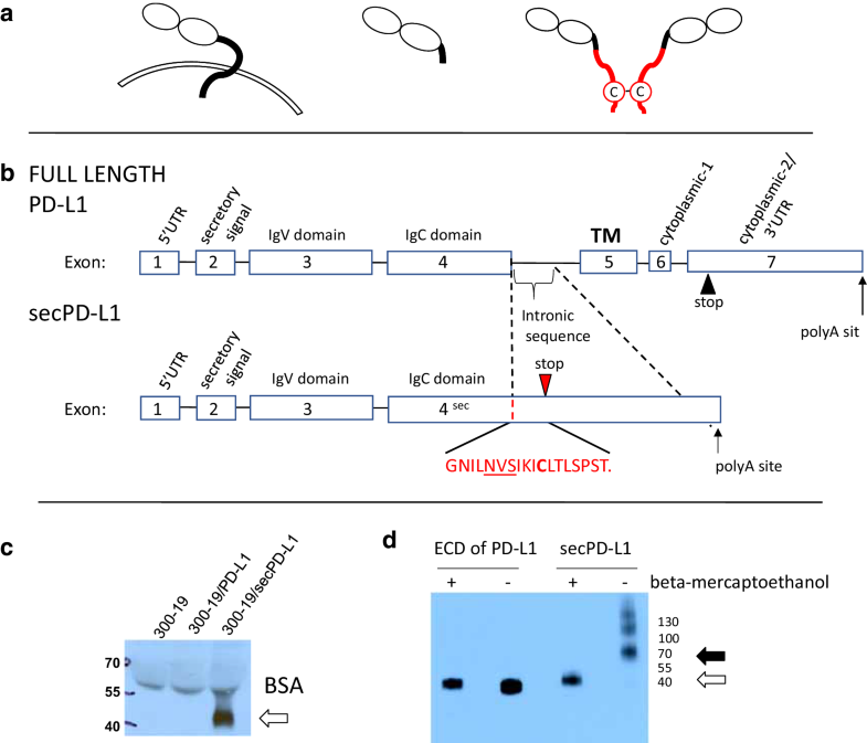 A secreted PD-L1 splice variant that covalently dimerizes and mediates ...