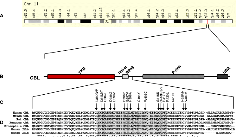 Mutations of the TET2 and CBL genes: novel molecular markers in myeloid ...