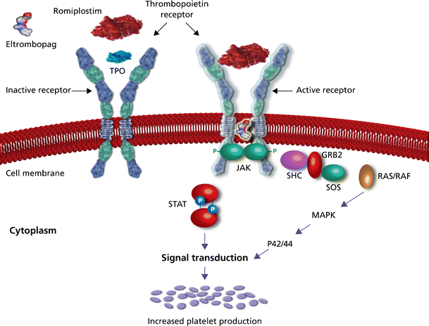 Eltrombopag: an update on the novel, non-peptide thrombopoietin ...