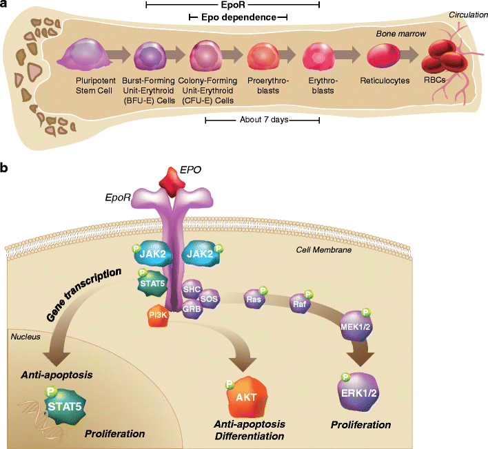 Progress in detecting cell-surface protein receptors: the ...