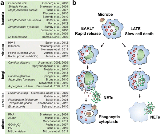Molecular mechanisms regulating NETosis in infection and disease ...