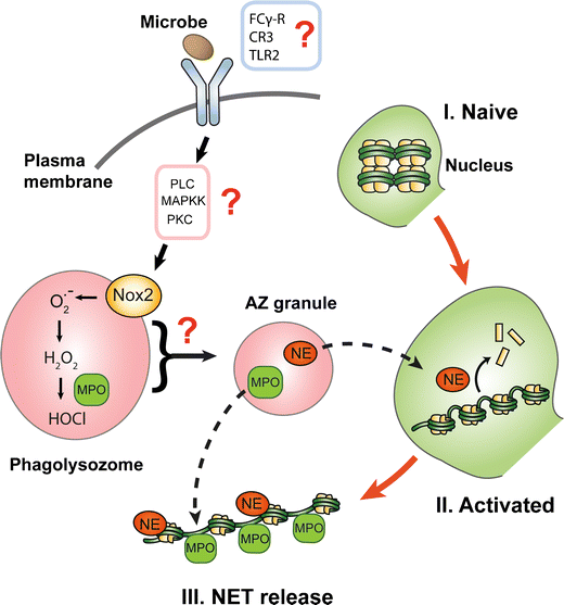 Molecular mechanisms regulating NETosis in infection and disease ...