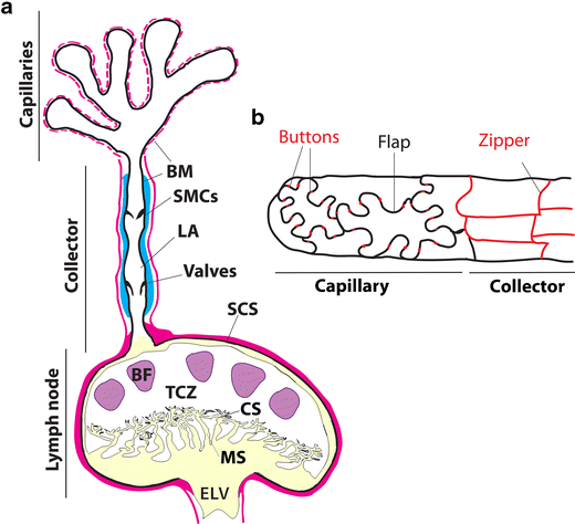 Taking the lymphatic route: dendritic cell migration to draining lymph ...
