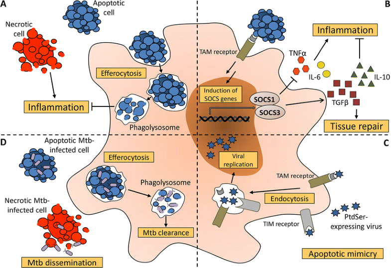 The role of airway macrophages in apoptotic cell clearance following acute and chronic lung ...