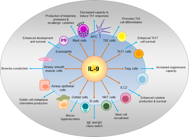 Th9 and other IL-9-producing cells in allergic asthma | SpringerLink