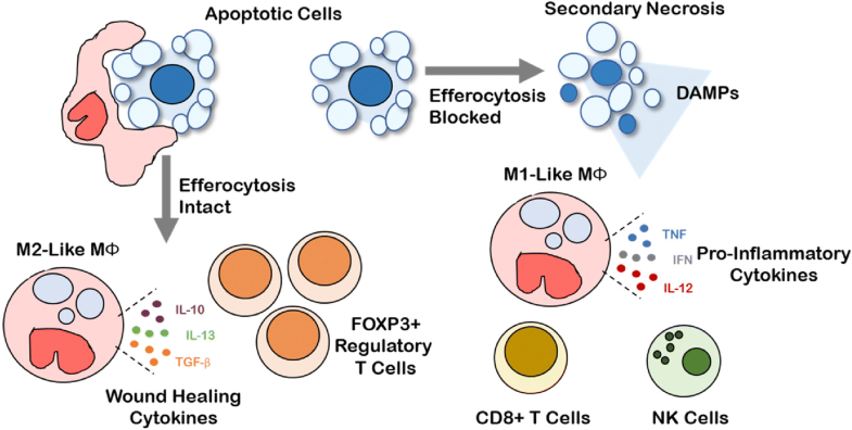 Efferocytosis in the tumor microenvironment | SpringerLink
