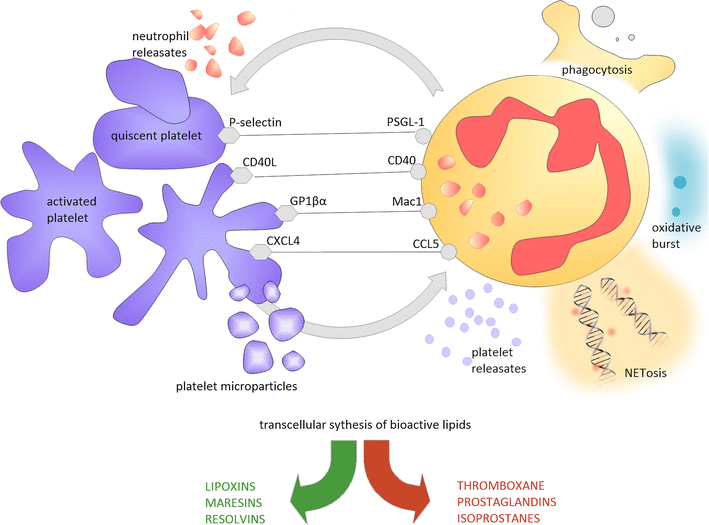 From blood coagulation to innate and adaptive immunity: the role of platelets in the physiology ...