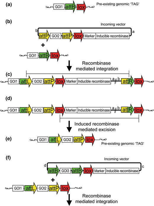 Recombinase technology: applications and possibilities | SpringerLink