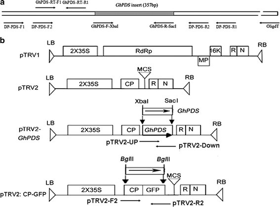 Virus-induced gene silencing for comparative functional studies in ...