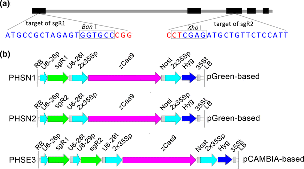 Efficient CRISPR/Cas9-based gene knockout in watermelon | SpringerLink