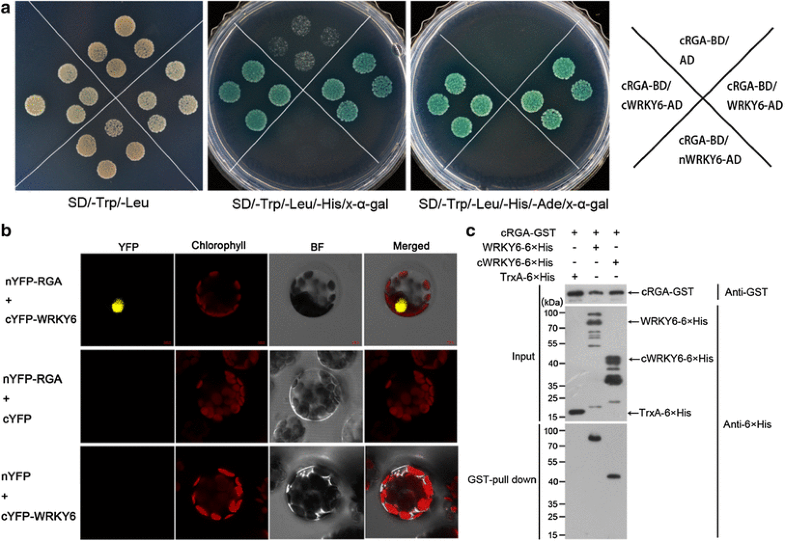 DELLA proteins negatively regulate dark-induced senescence and ...