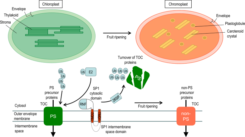 Differentiation of chromoplasts and other plastids in plants | SpringerLink