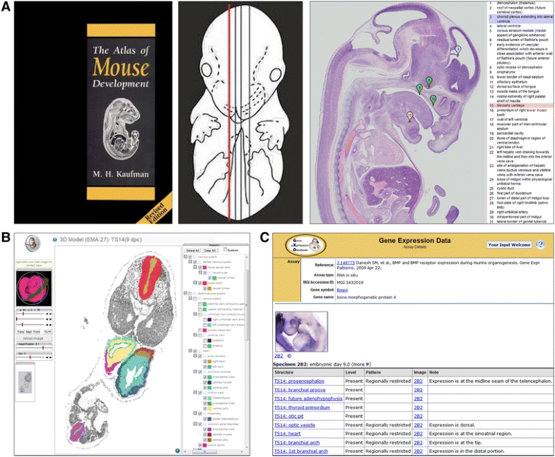 Mouse anatomy ontologies: enhancements and tools for exploring and ...