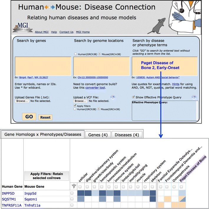 Mouse Genome Informatics (MGI): reflecting on 25 years | SpringerLink