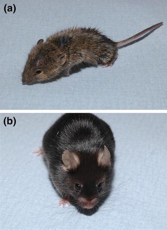 Talking welfare: the importance of a common language | SpringerLink