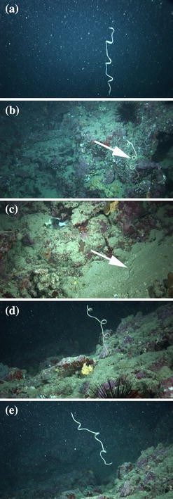 Spawning behavior of Palola viridis (Polychaeta: Eunicidae) in American ...