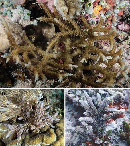Coral-mimicking alga Eucheuma arnoldii found at Ashmore Reef, north ...