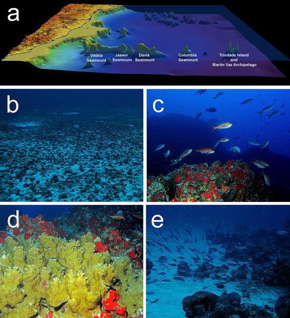 Reef oases in a seamount chain in the southwestern Atlantic | SpringerLink