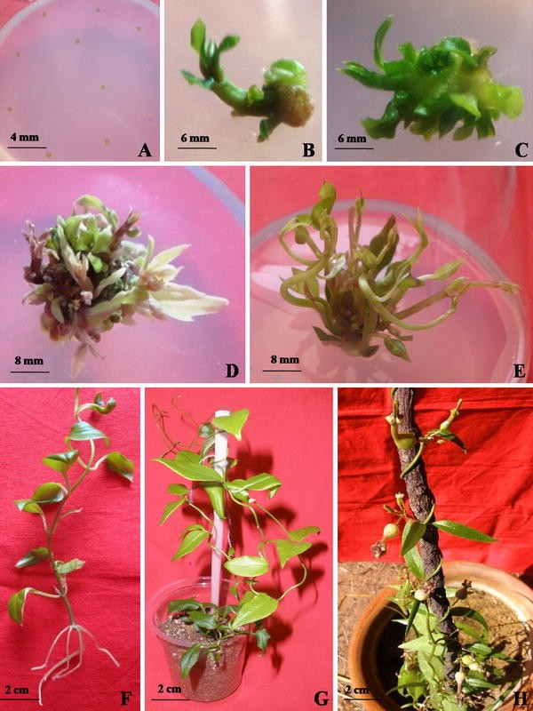 In Vitro Propagation Using Transverse Thin Cell Layer Culture and ...